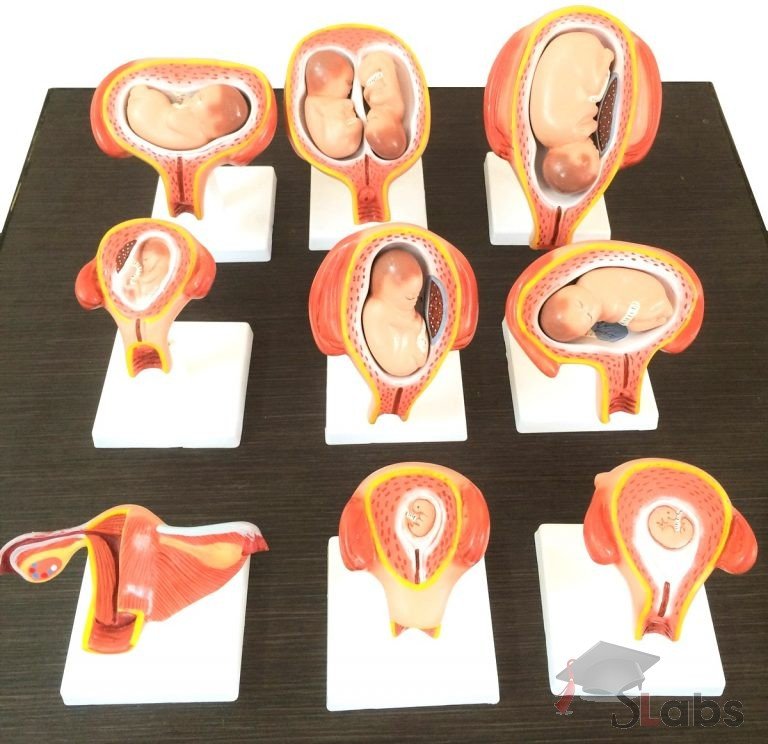 Model Period Of Gestation Scholars Labs Model Period Of Gestation Scholars Labs