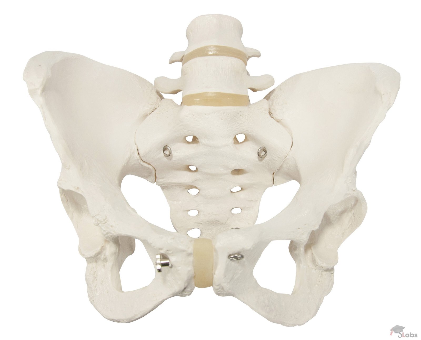 Bony Pelvis Female Scholars Labs