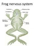 Frog Nervous System - Scholars Labs