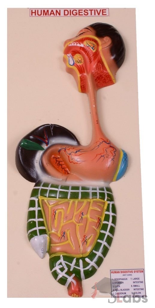 Human Digestive System Model - Scholars Labs