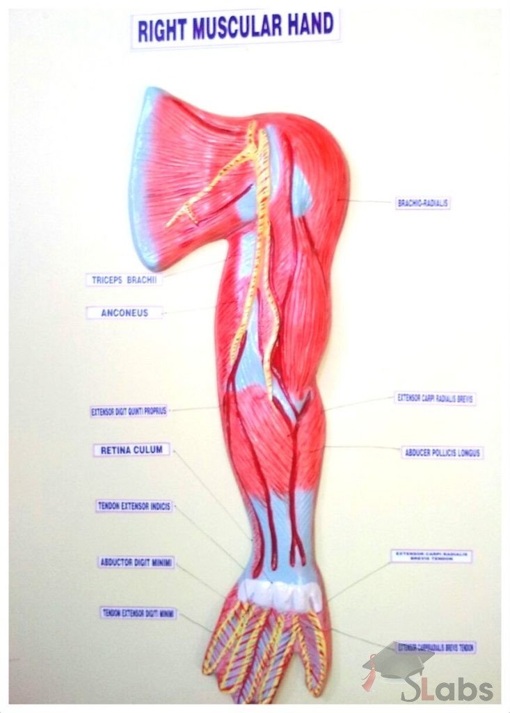 RIGHT MUSCULAR HAND - Scholars Labs